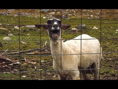 Hilarious Animals Behaving Like Humans Compilation Video