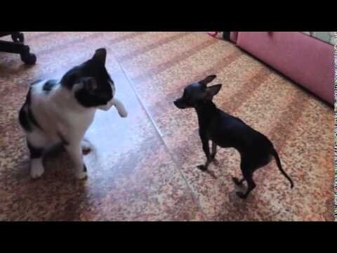 ржали 4 часа от Андреи за 19 декабря 2014 на Fishki.net