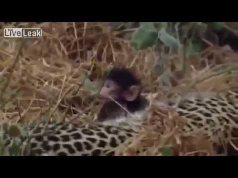 Тронуло от Андреи за 12 марта 2015 на Fishki.net