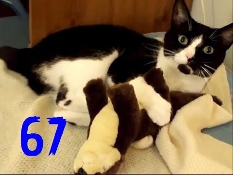 Смешные кошки от smarttosto за 22 июня 2015 на Fishki.net