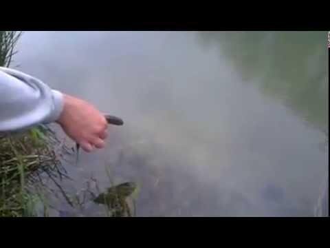 Рыба от Mario Amigo за 31 июля 2015 на Fishki.net