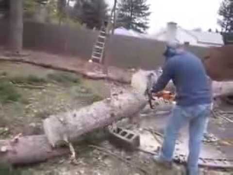 Реинкарнация дерева от evrocot за 12 февраля 2016 на Fishki.net