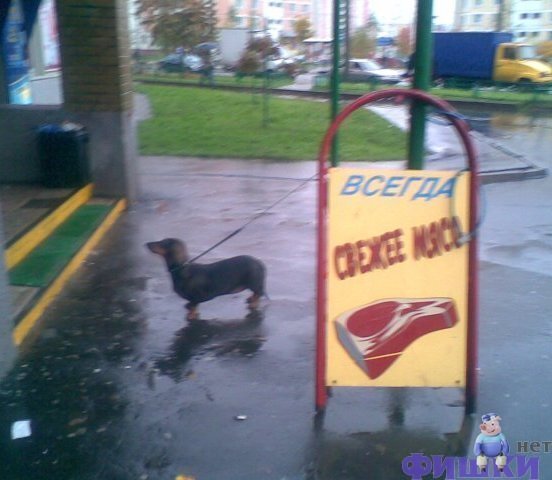 Присланное (31 фото ) за 09 октября 2008 на Fishki.net