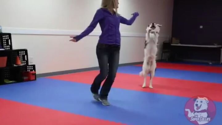 Вы поразитесь, увидев, на что способна эта умильная пара!