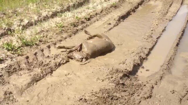 Солянка от кот всегда ... за 16 сентября 2017 12:47 на Fishki.net