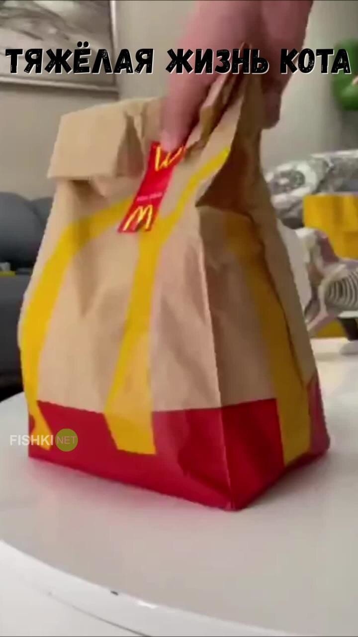 Тяжёлая жизнь кота от Dvache за 13 декабря 2021 на Fishki.net