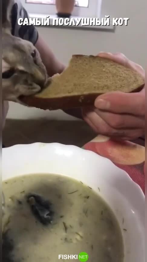 Какой молодец от Антон Брухляев за 24 марта 2023 на Fishki.net