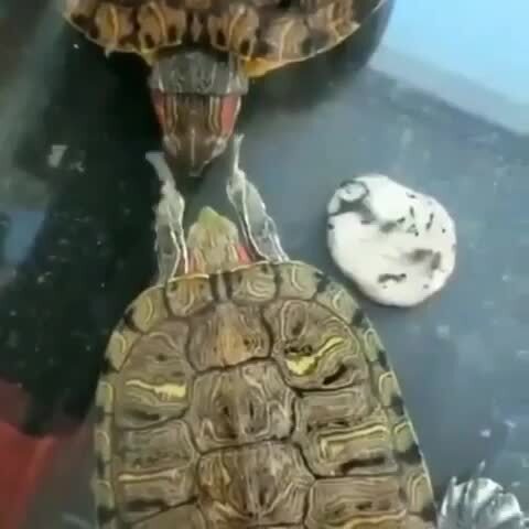 Солянка от lsmipq за 25 апреля 2023 07:35 на Fishki.net