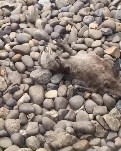 Солянка от MPEG-8 за 01 мая 2025 10:17 на Fishki.net