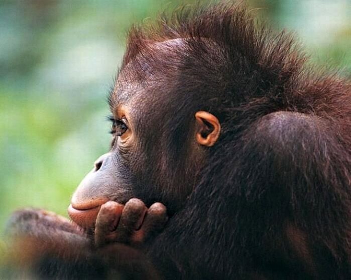 Фотография от zubrilov за 26 января 2011 11:10 на Fishki.net