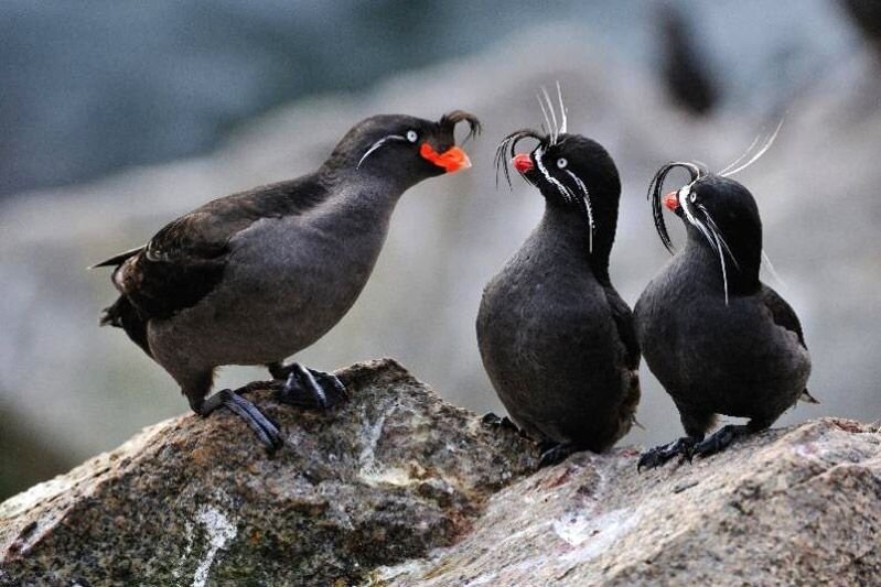 Пикантный фотоприкол от zubrilov за 25.10.2011 09:00 на Fishki.net