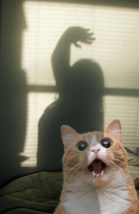 Фотография от zubrilov за 30 ноября 2011 07:45 на Fishki.net