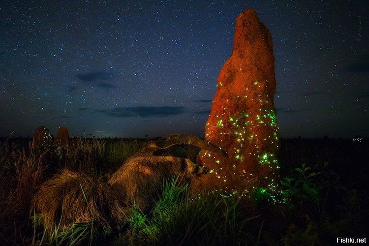 Личинки жуков Pyrearinus termitilluminans на термитнике